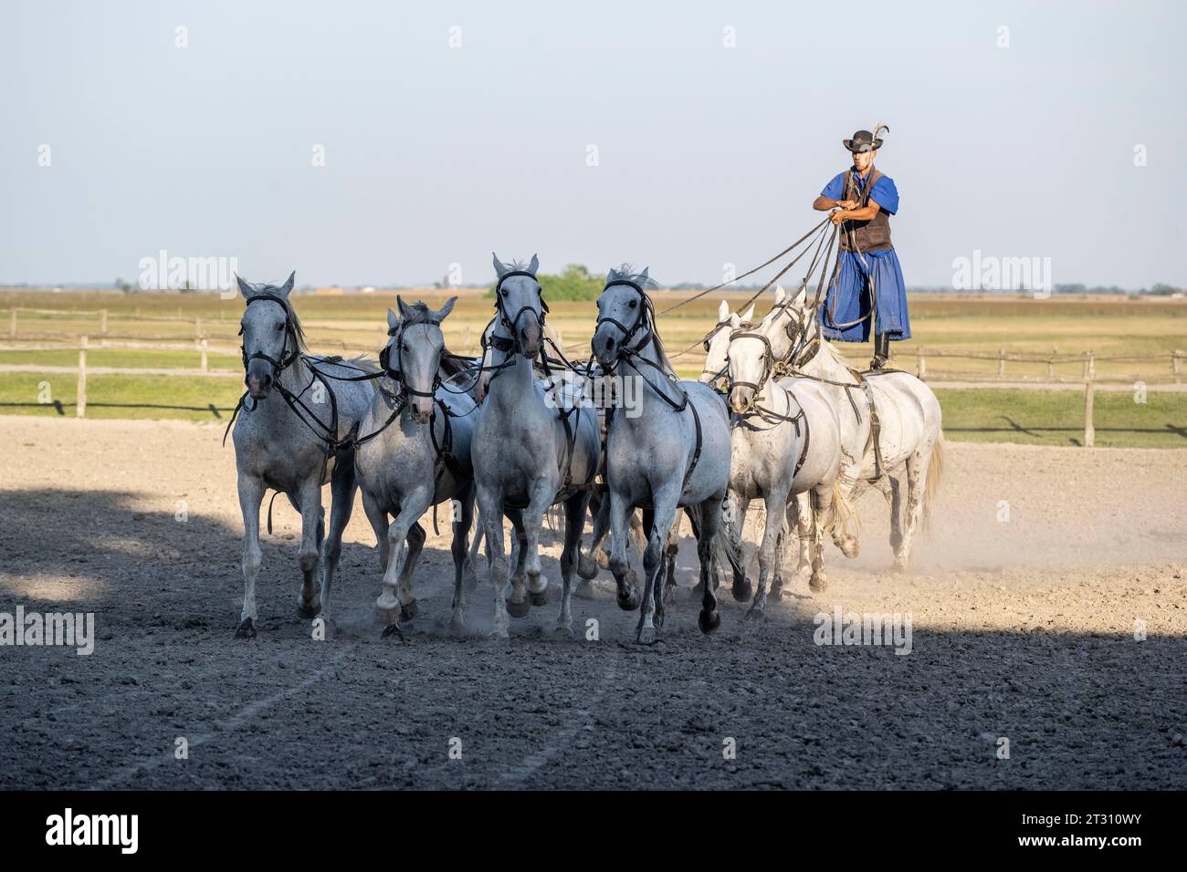Riding demonstration, rider standing on the last two horses of a ten ...