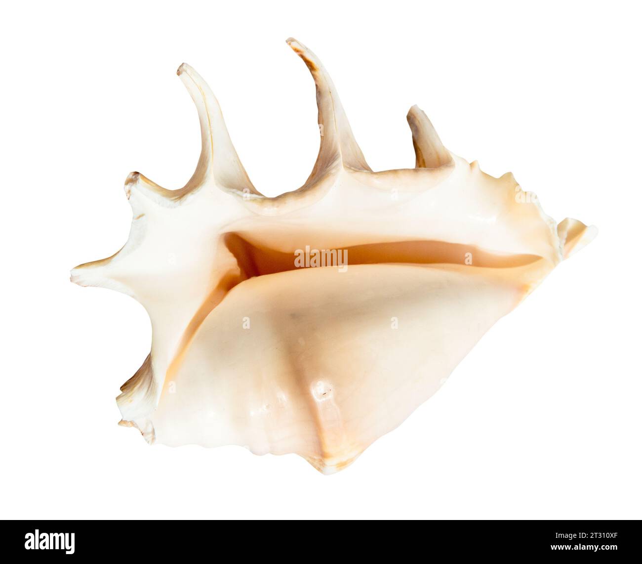 empty sea shell of spider conch isolated on white background Stock ...