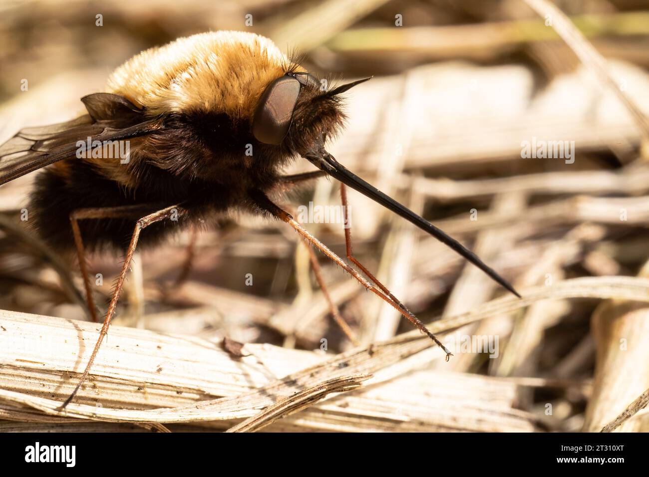 Proboscis hi-res stock photography and images - Alamy