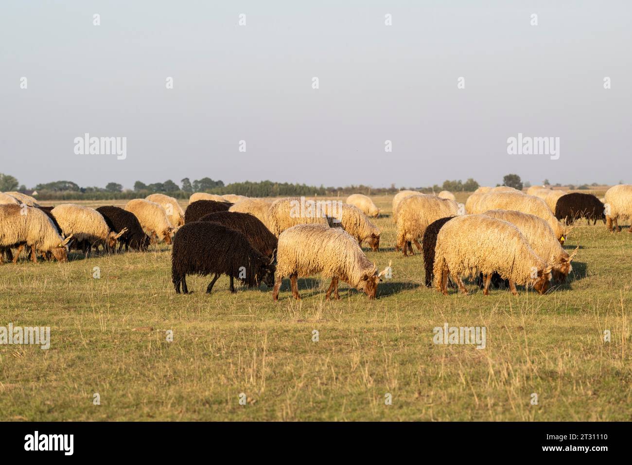 Zackel domestic sheep (Ovis aries), Dunapataj, Puszta, Hungary, Europe ...