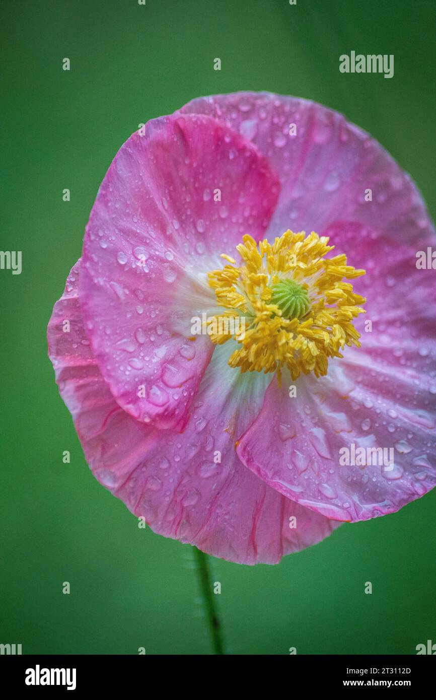 Texas spring wildflowers, poppies, larkspur, bees, butterflies ...