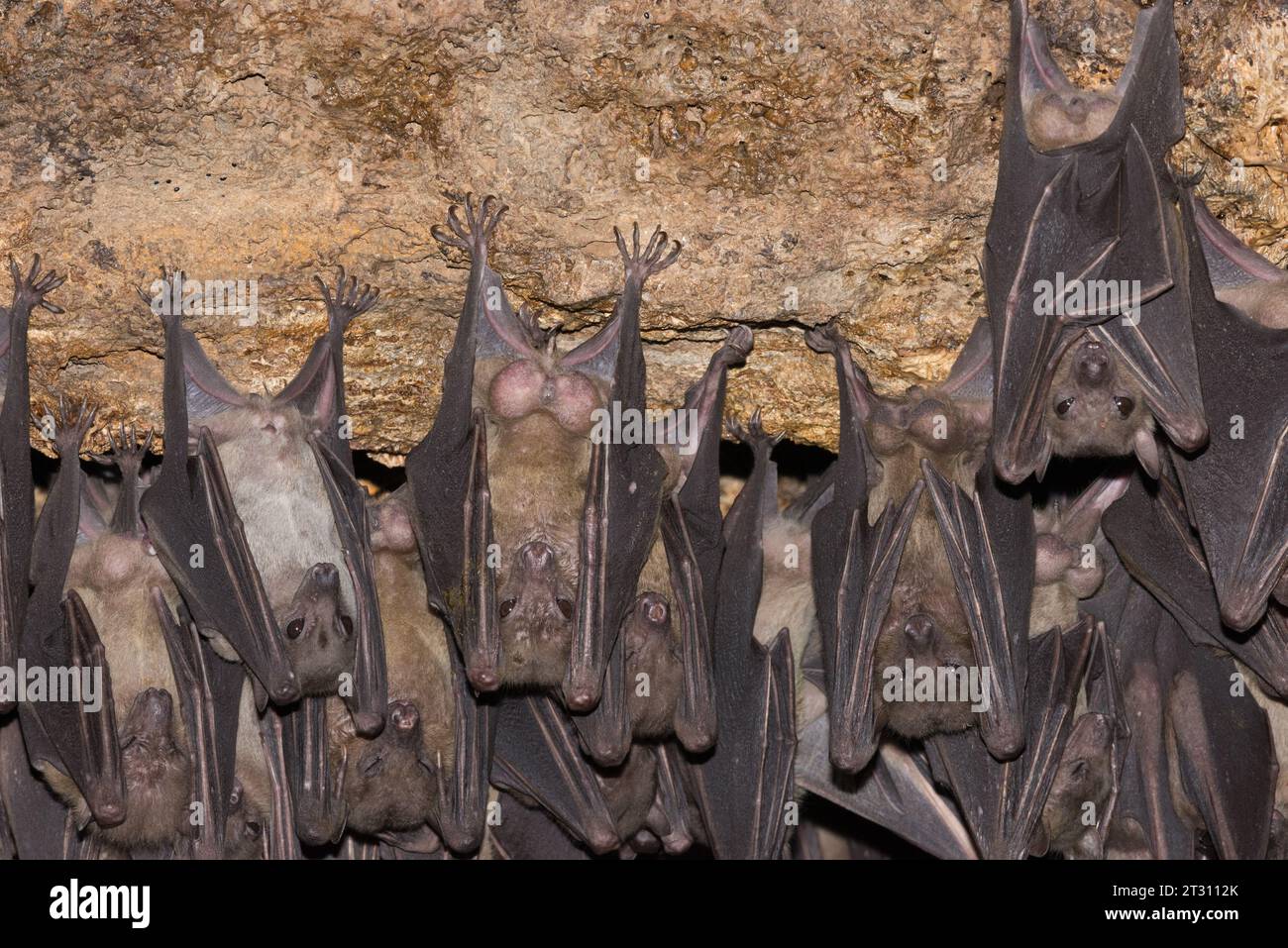 Fruit bats uganda hi-res stock photography and images - Alamy