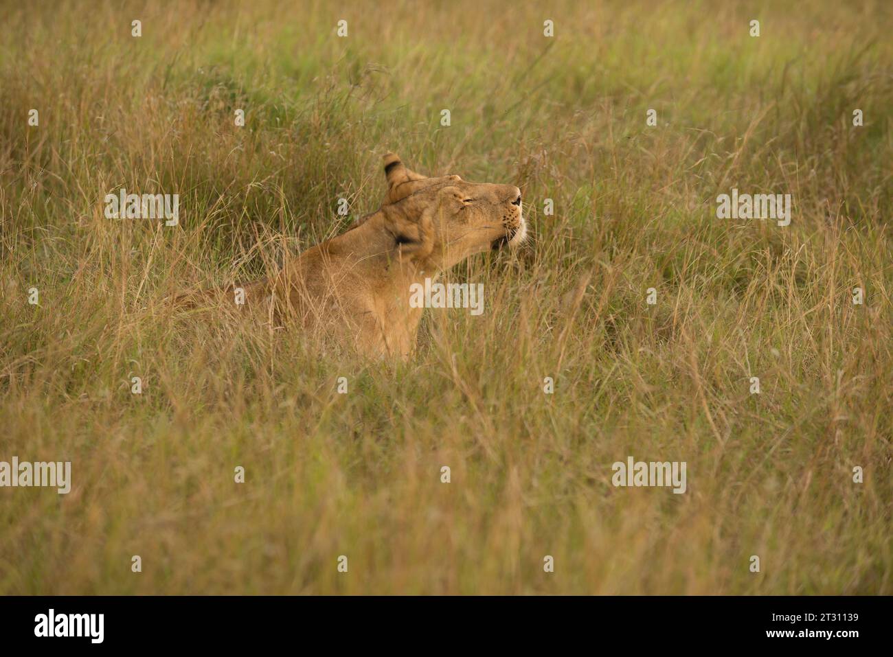 Female lion/ lioness shaking head after grooming herself in grassland ...