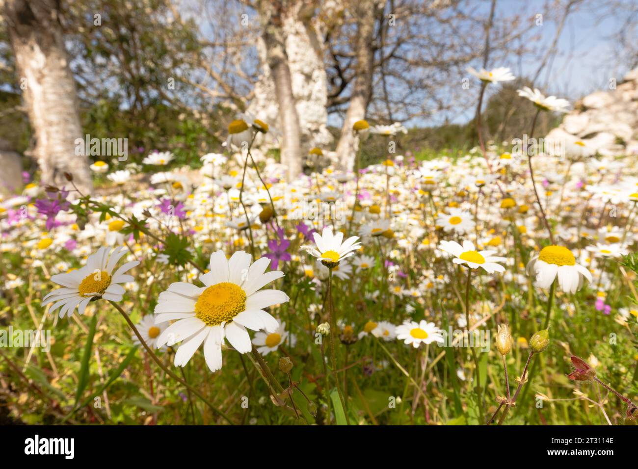 Abandoned field in Corfu, Greece crammed with wild flowers Stock Photo ...
