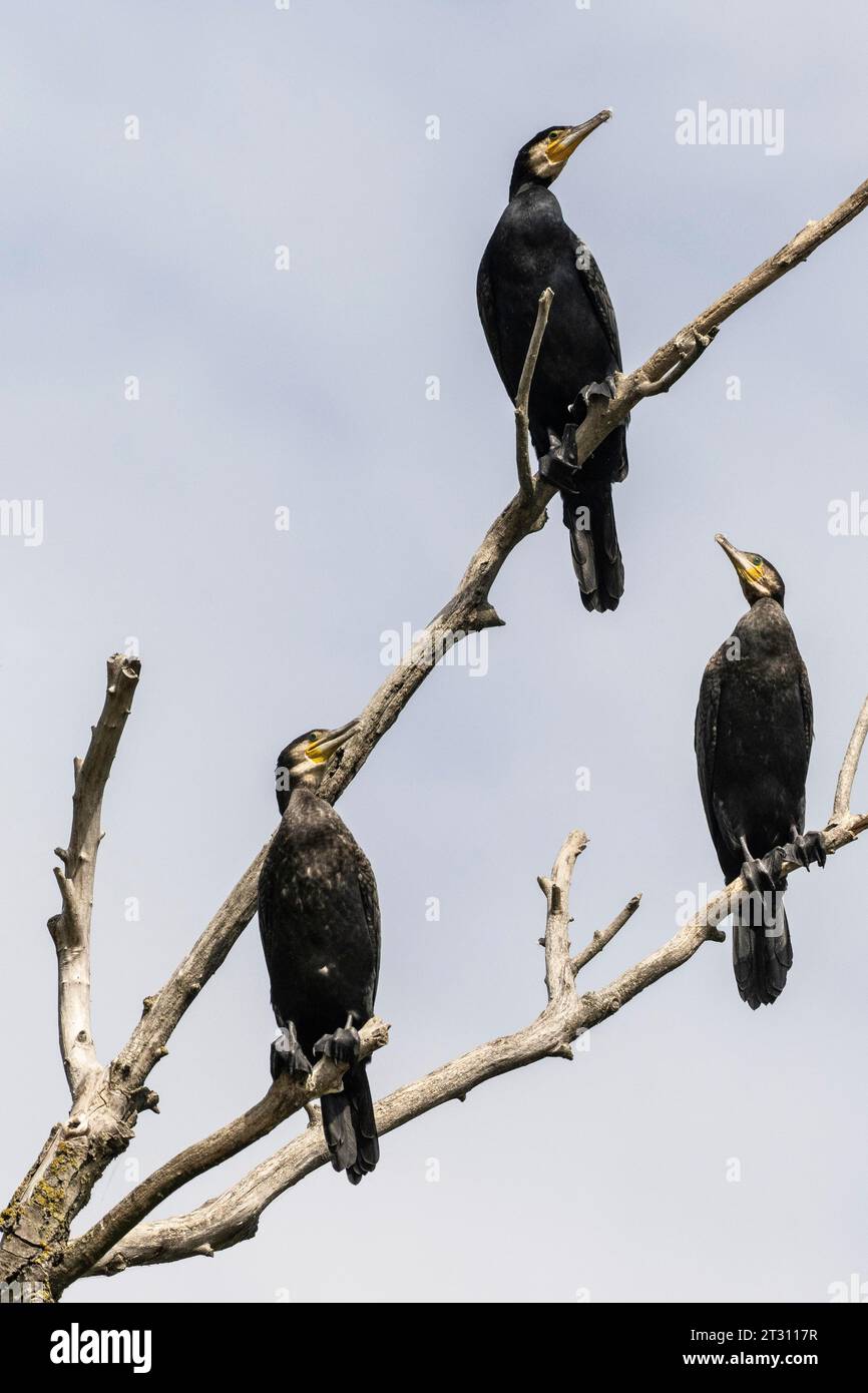 Great cormorant (Phalacrocorax carbo), Danube Delta, Romania, Europe ...