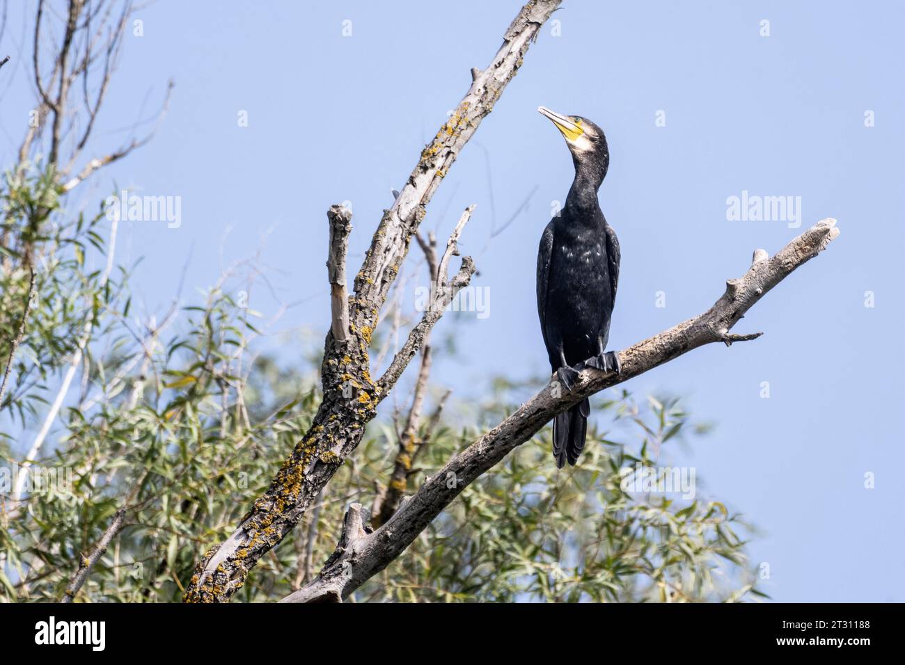 Great cormorant (Phalacrocorax carbo), Danube Delta, Romania, Europe ...