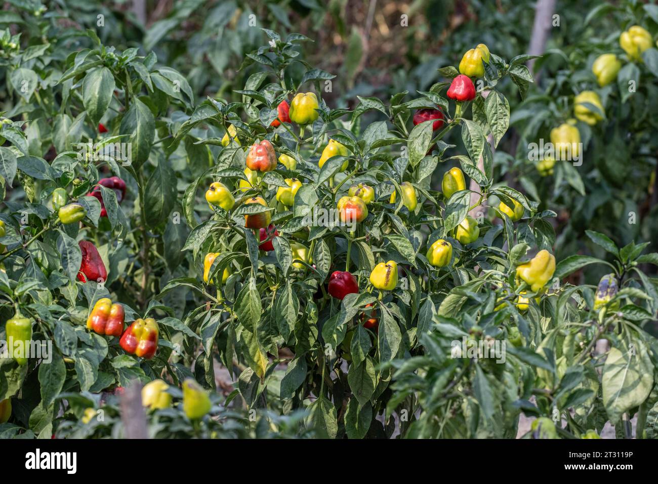 Sweet pepper (Capsicum), Danube Delta, Romania, Europe Stock Photo - Alamy