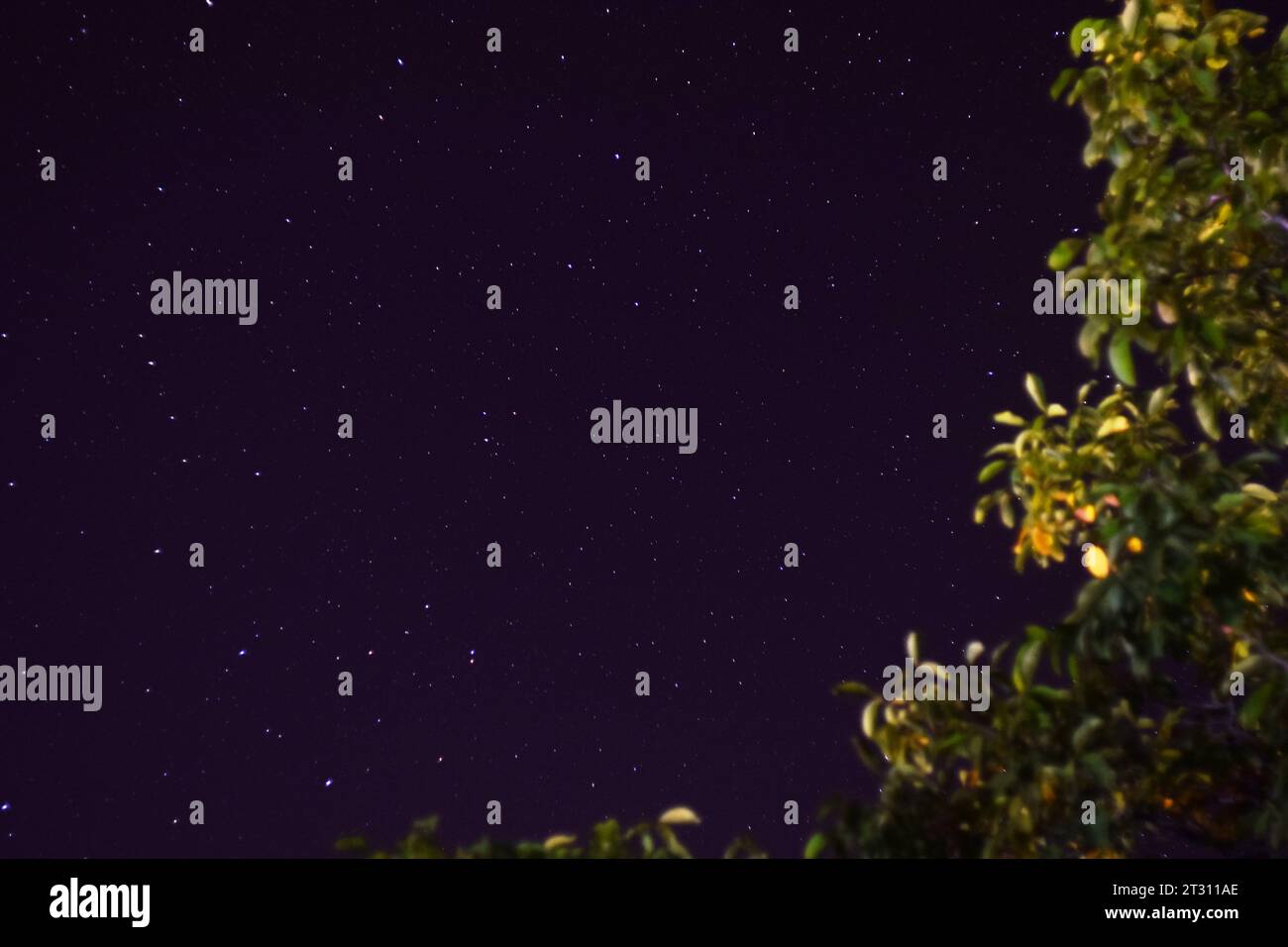night sky & stars & trees Stock Photo - Alamy