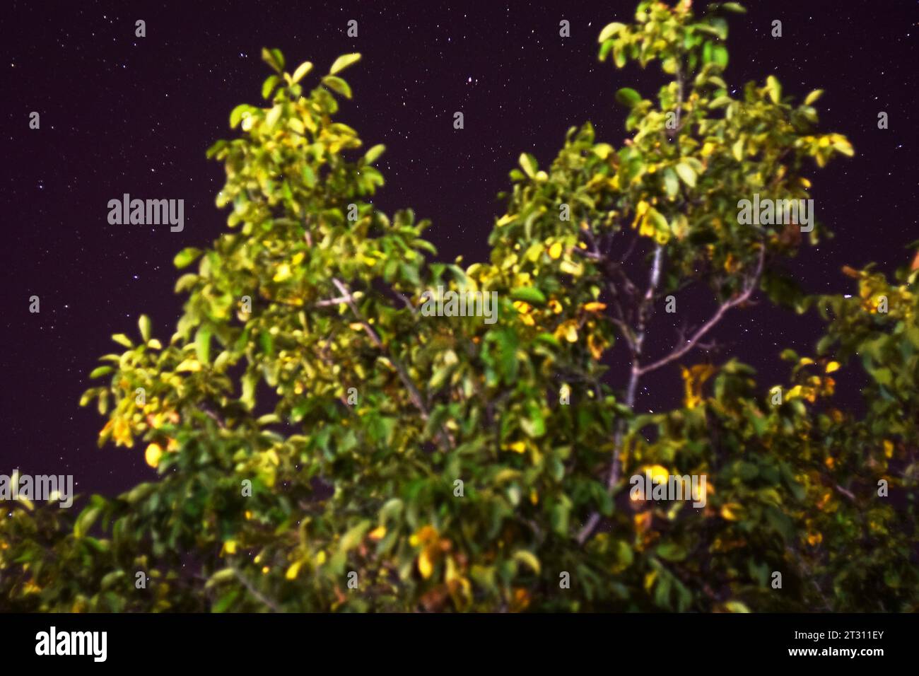 night sky & stars & trees Stock Photo - Alamy