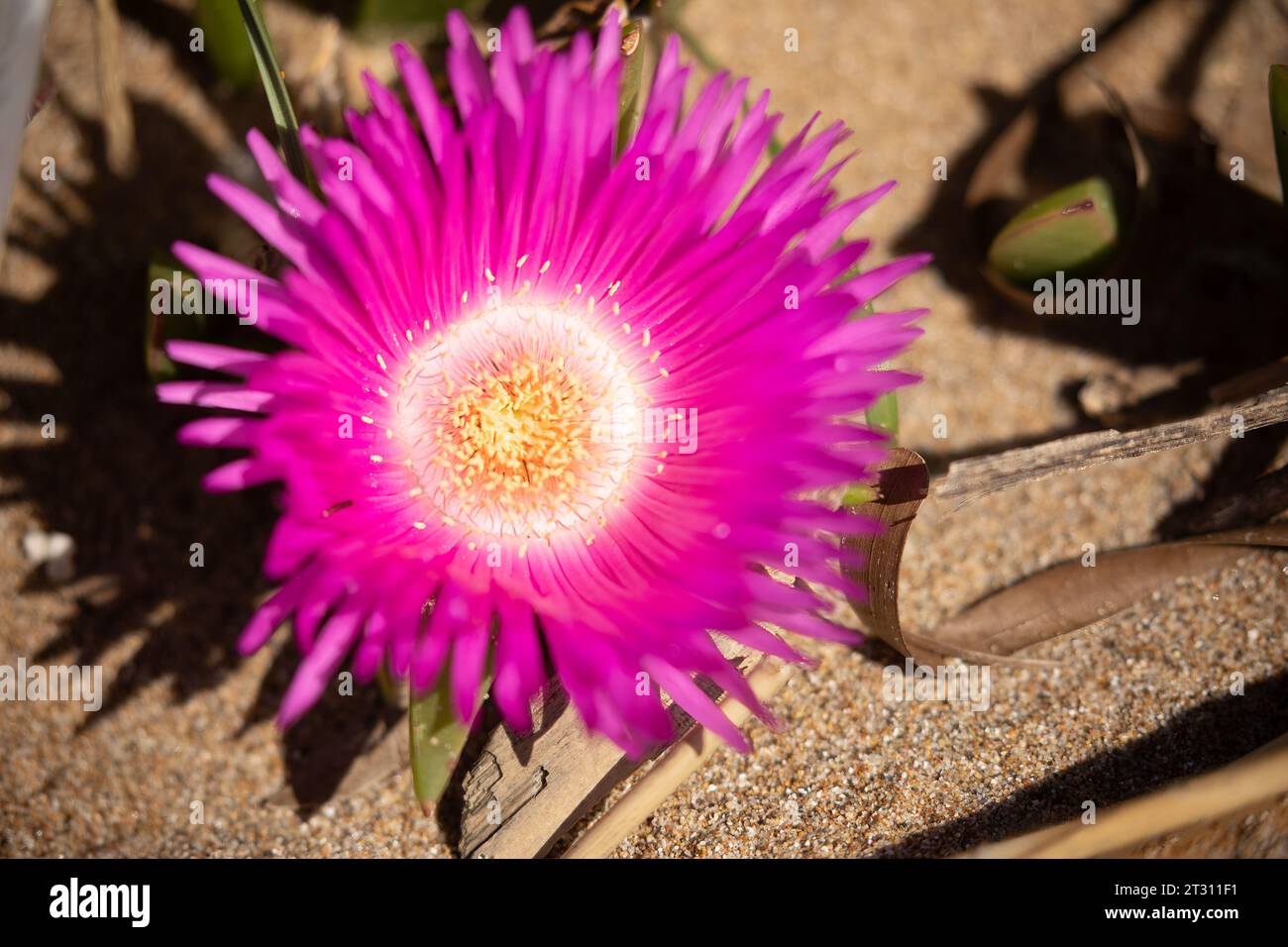 A Hottentot fig flowering on a beach in Cofu, Greece, where this ...