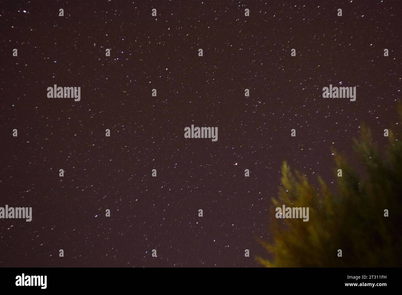 night sky & stars & trees Stock Photo - Alamy