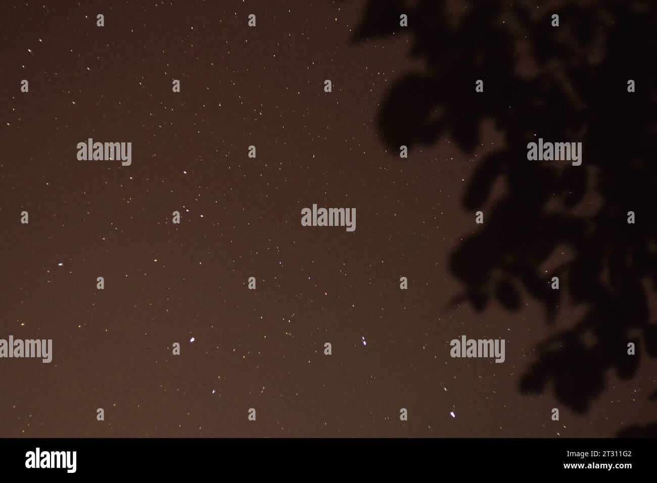 night sky & stars & trees Stock Photo - Alamy