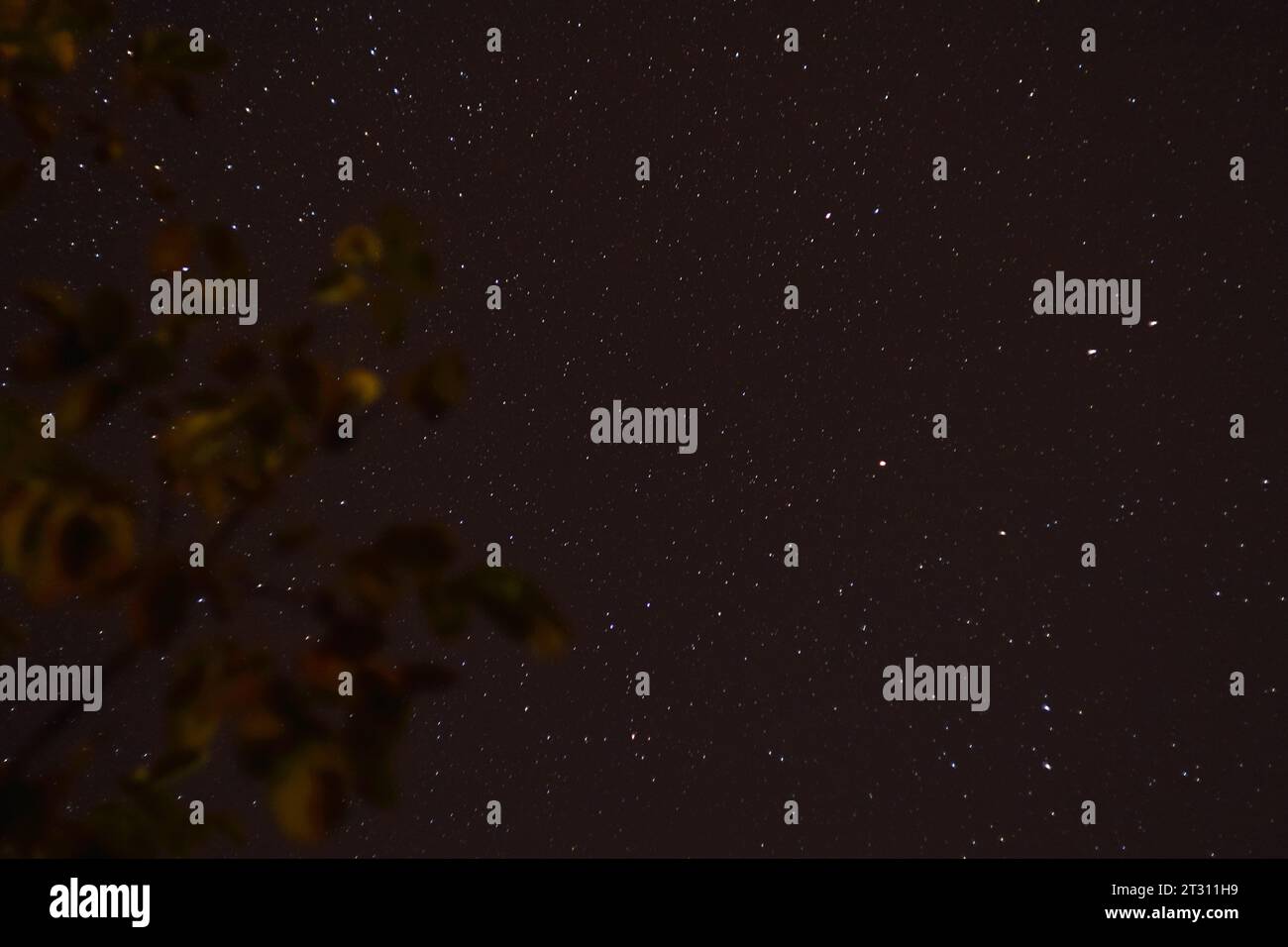 night sky & stars & trees Stock Photo - Alamy