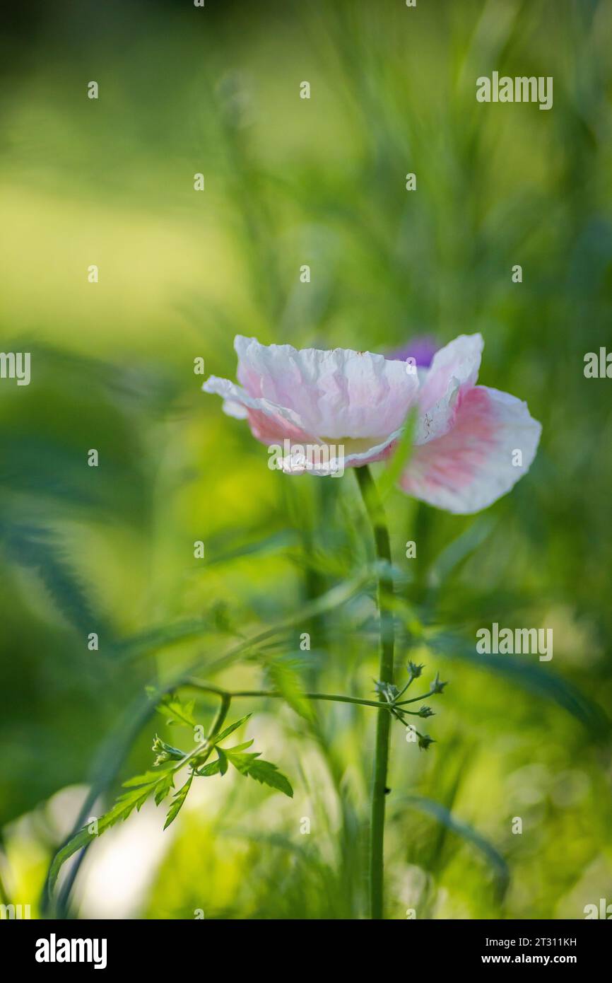 Texas spring wildflower, poppies, larkspur, pastel color, bright native ...