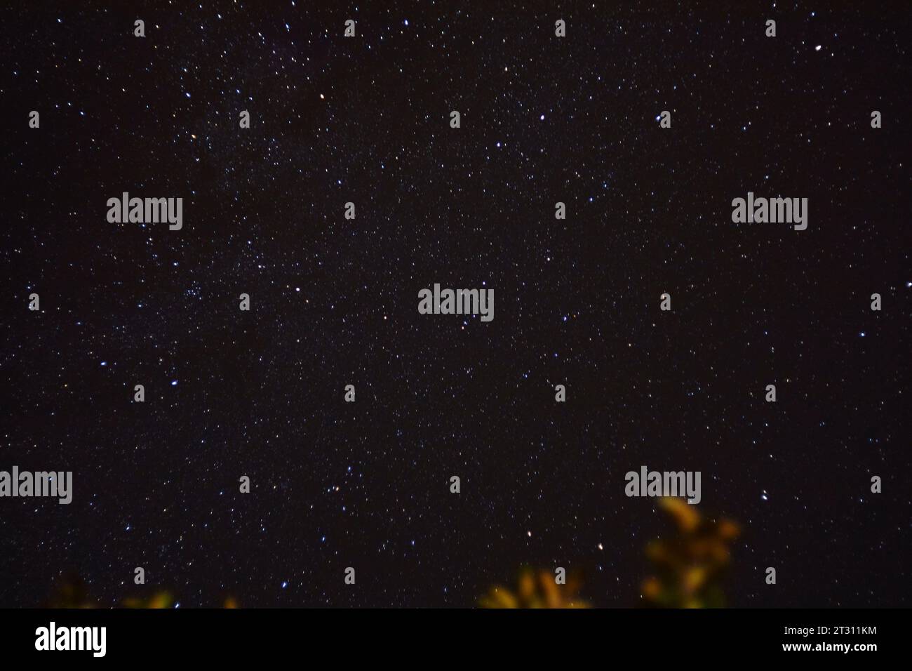 night sky & stars & trees Stock Photo - Alamy