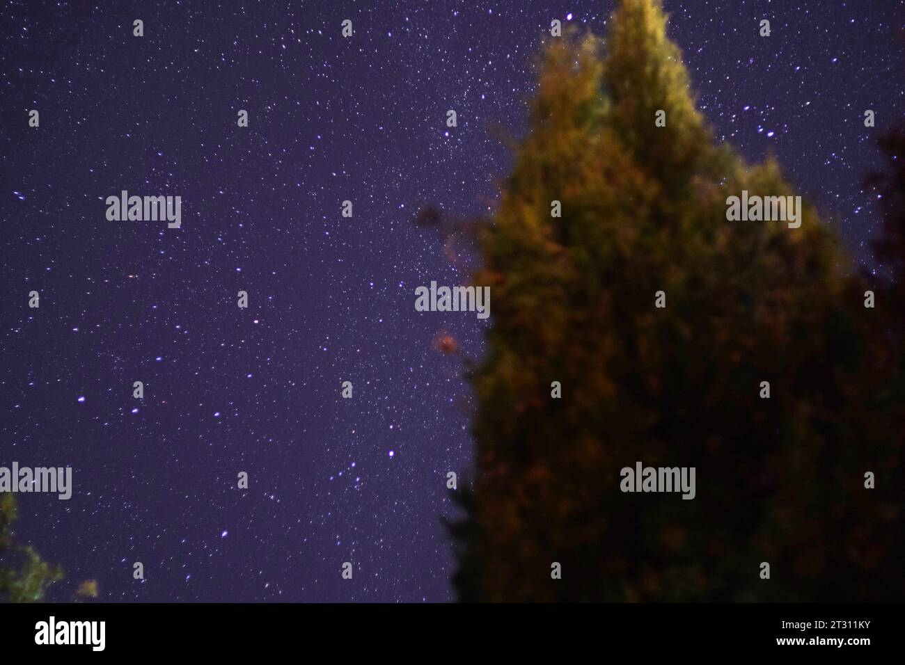 night sky & stars & trees Stock Photo - Alamy