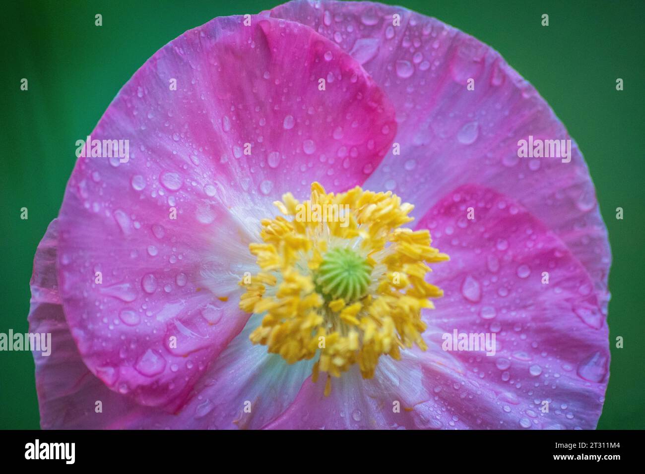 Texas spring wildflowers, poppies, larkspur, bees, butterflies ...