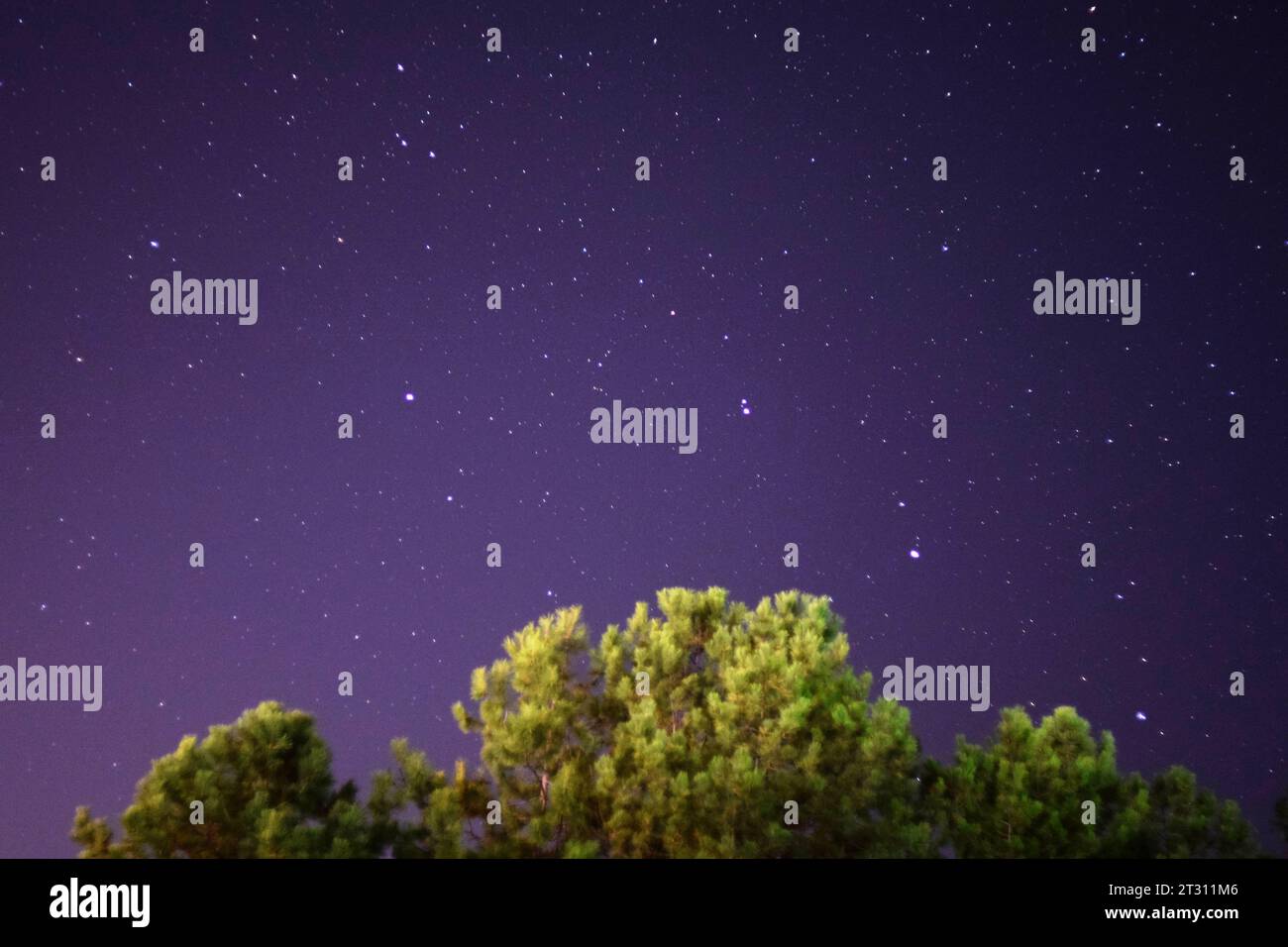 night sky & stars & trees Stock Photo - Alamy