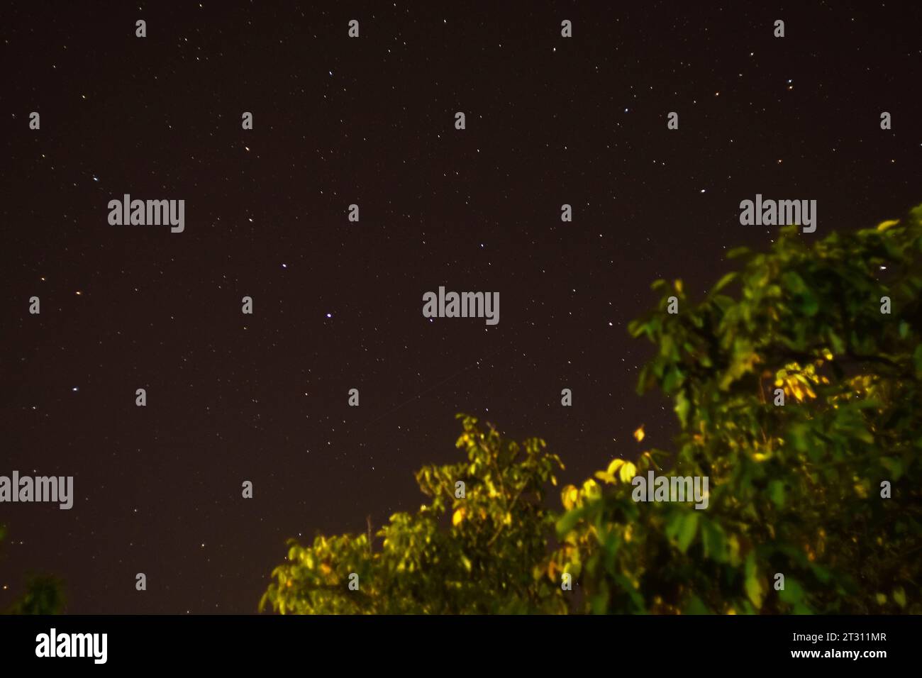 night sky & stars & trees Stock Photo - Alamy