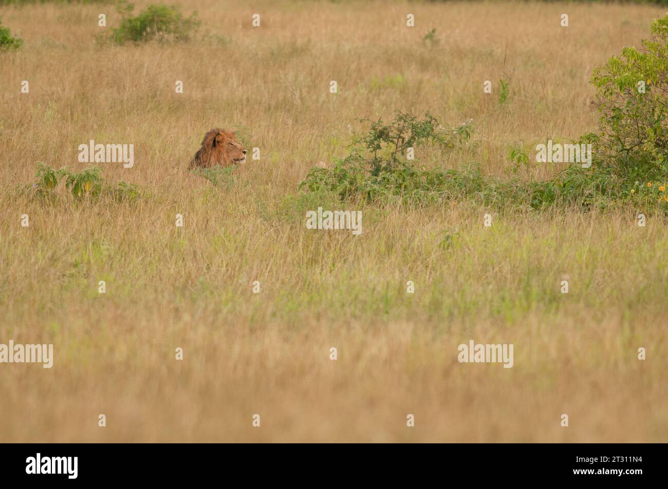 Lone male African lion appearing from savannah grassland, Queen ...