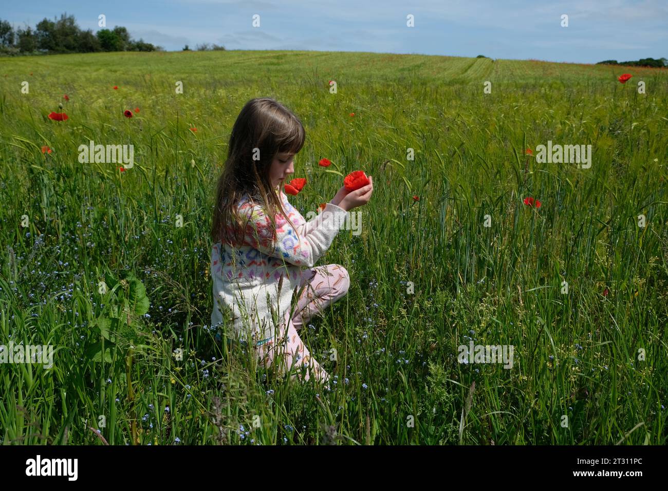 8 year old girl in a poppy field near hadrian's wall in Northumberland ...