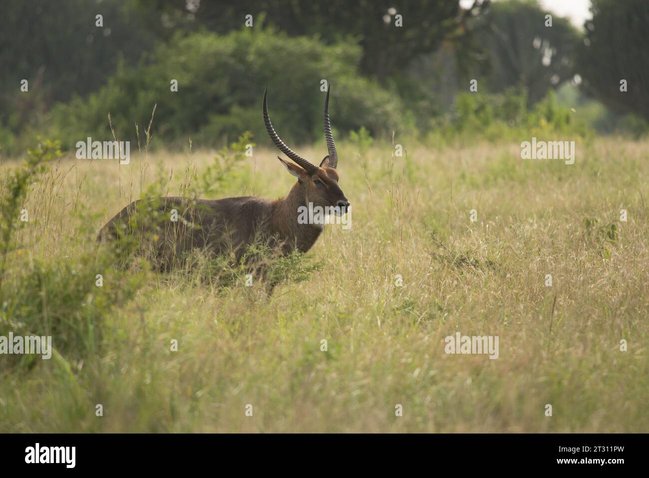 Male Defassa Waterbuck walking through savannah grassland, Uganda Stock ...