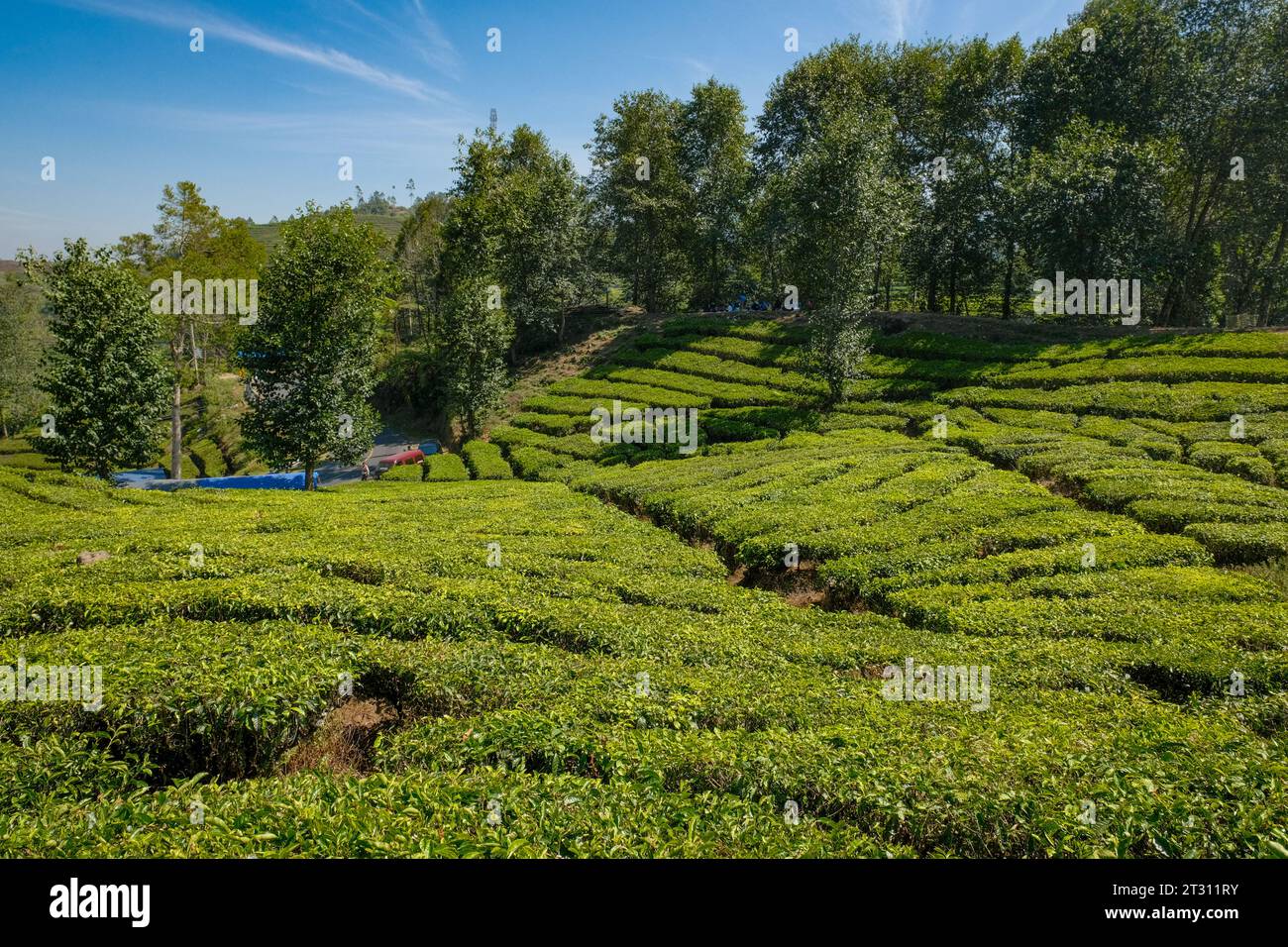 Boundless tea fields hi-res stock photography and images - Alamy