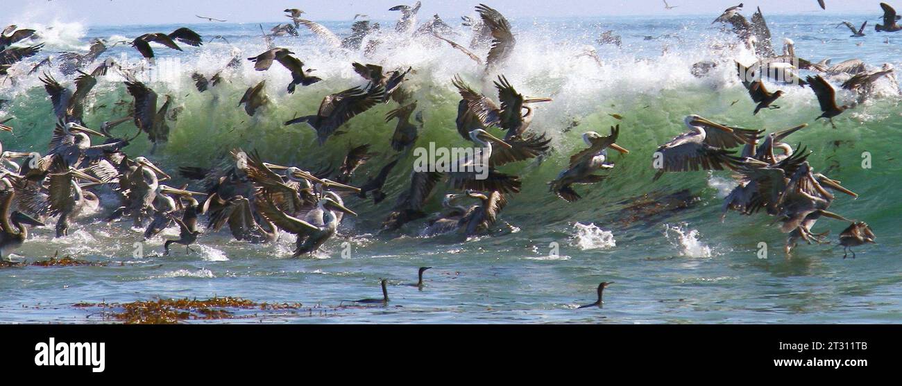 Brown Pelicans California, USA. Flying through waves. Pacific ocean ...