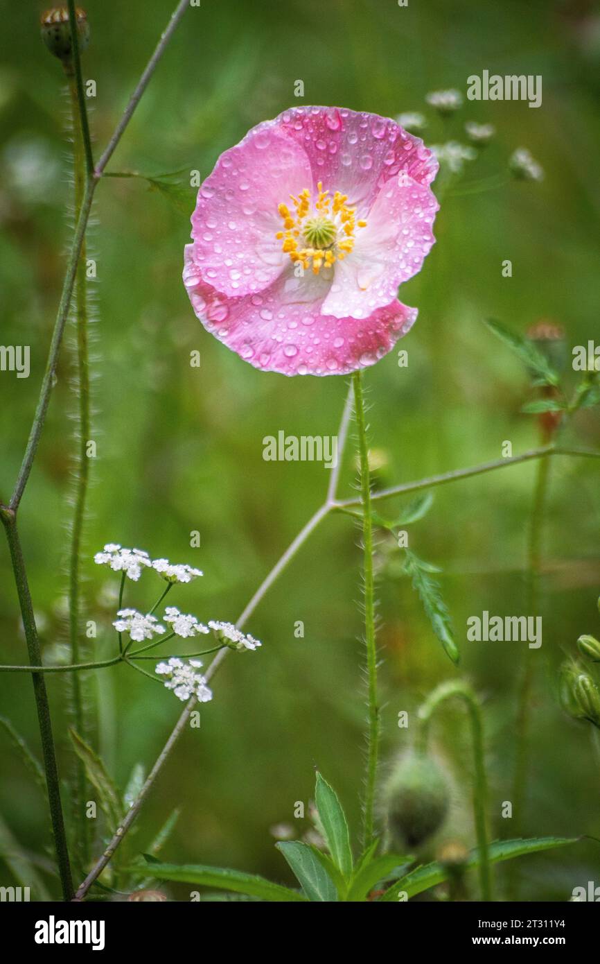 Texas spring wildflowers, poppies, larkspur, bees, butterflies ...