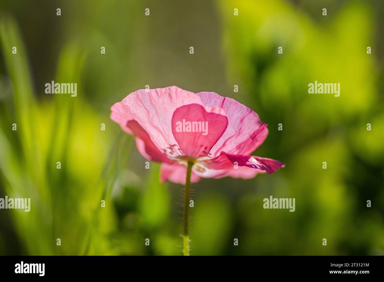 Texas spring wildflower, poppies, larkspur, pastel color, bright native ...