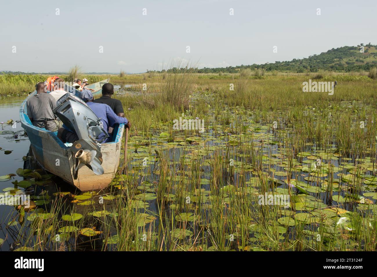 Tourists photographing the Shoebill Stork in Mabamba swamp, Uganda ...