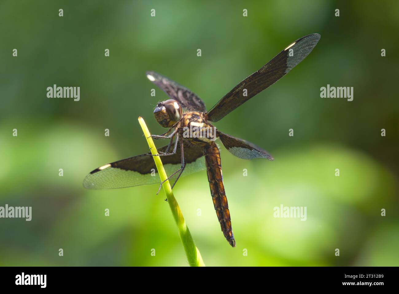 Rainforest dragonfly sunning itself in an open glade, Uganda Stock ...