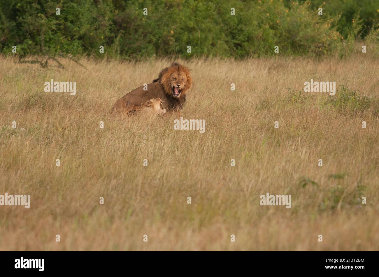 Lions mating, Queen Elizabeth Park, Uganda Stock Photo - Alamy