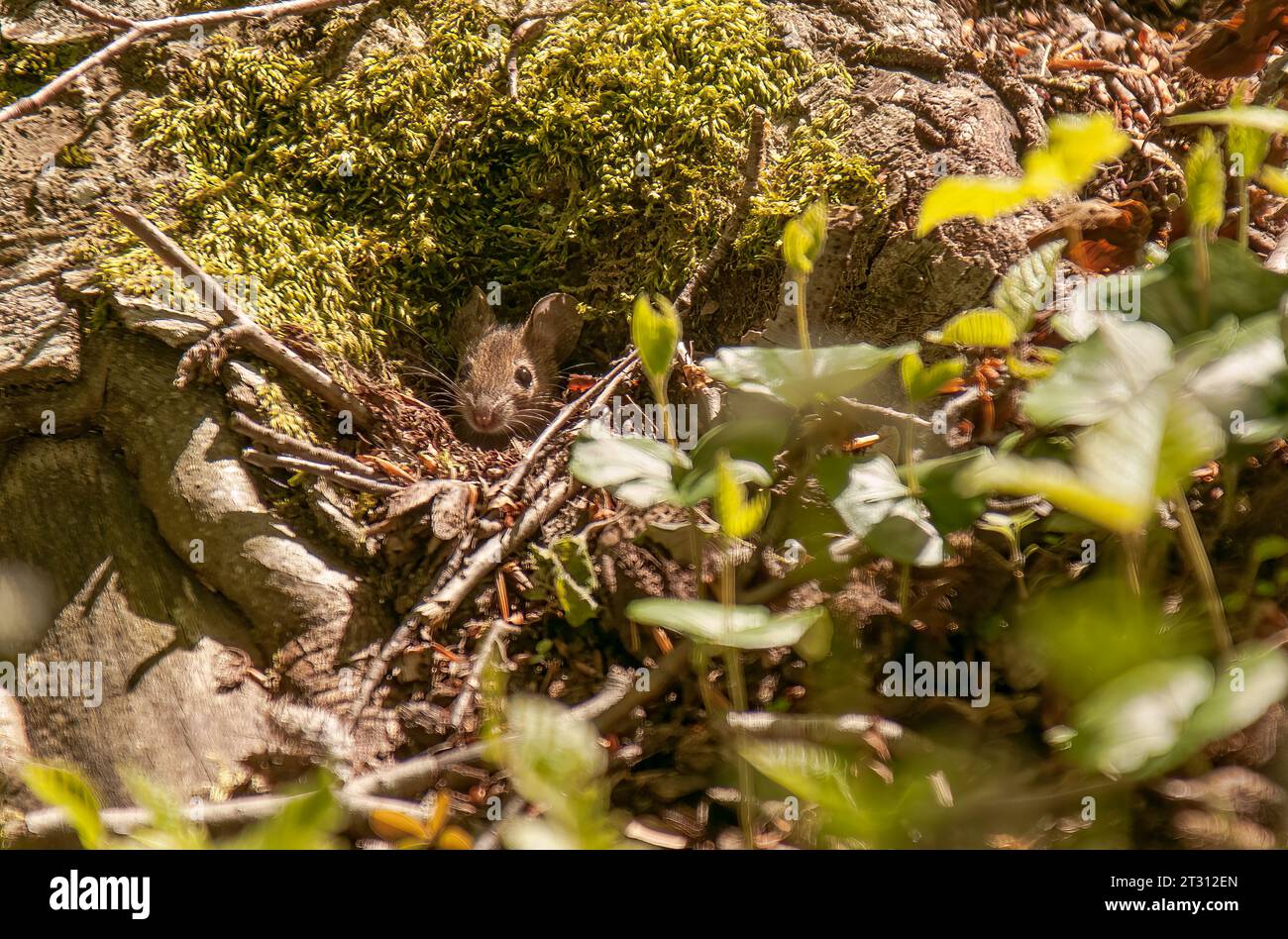 Mouse burrow hi-res stock photography and images - Alamy