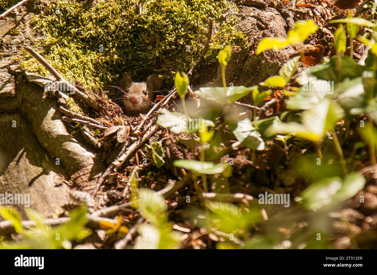 Mammal burrow entrance hi-res stock photography and images - Alamy