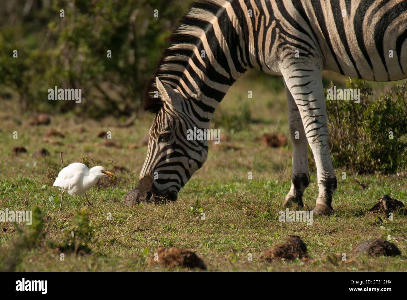 Savannah african cattle zebra hi-res stock photography and images - Alamy