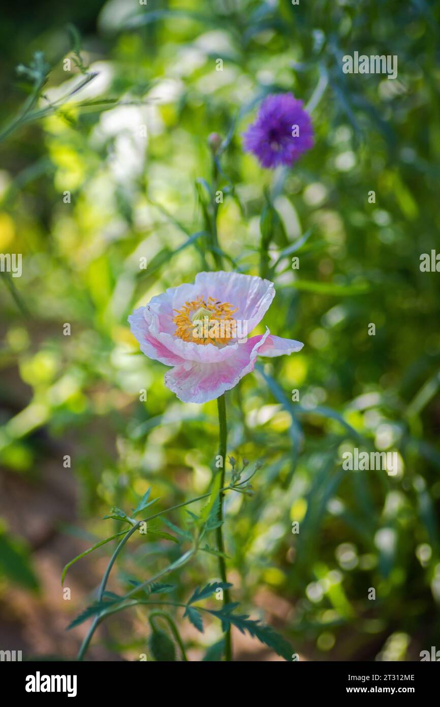 Texas spring wildflower, poppies, larkspur, pastel color, bright native ...