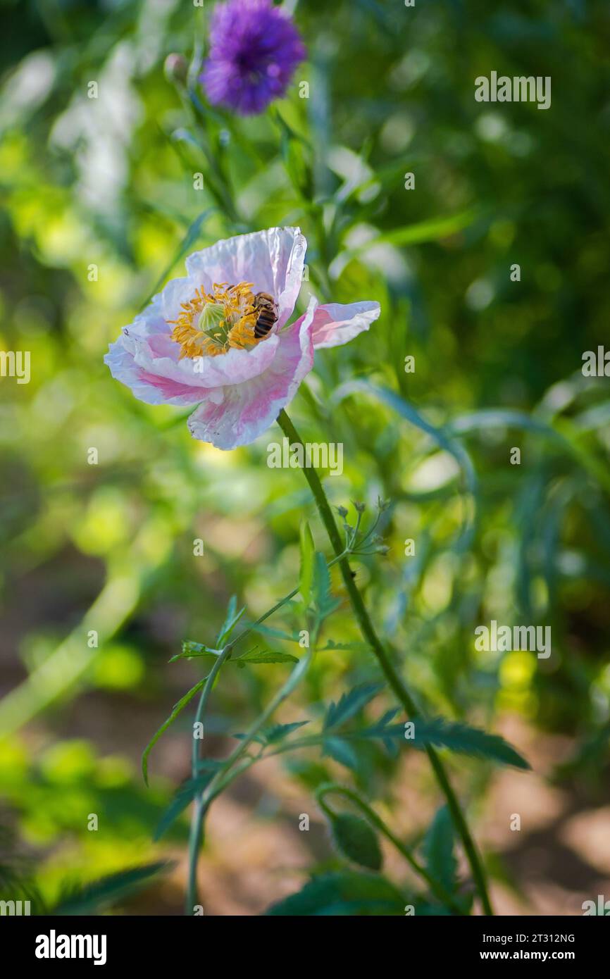 Texas spring wildflower, poppies, larkspur, pastel color, bright native ...