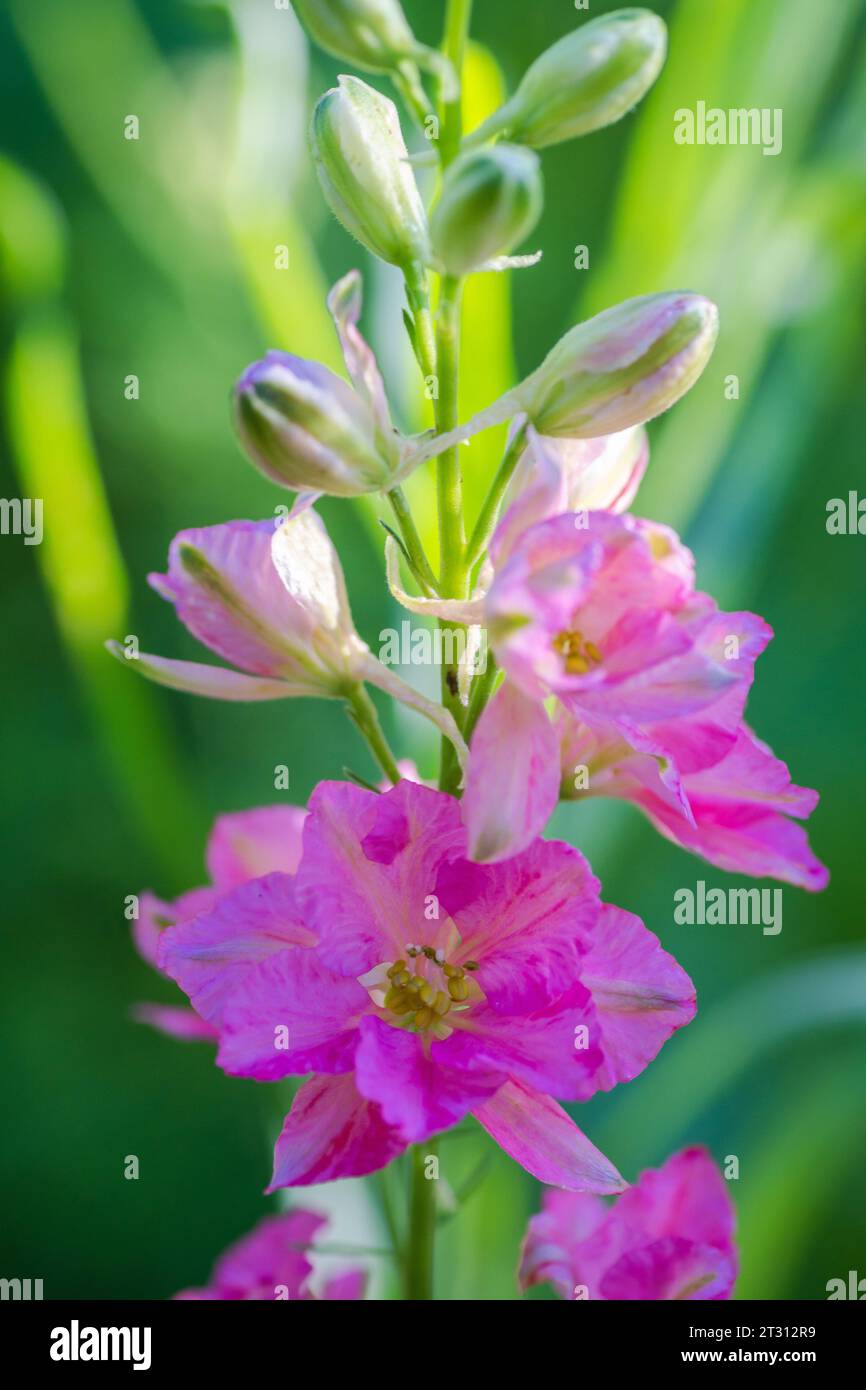 Texas spring wildflower, poppies, larkspur, pastel color, bright native ...