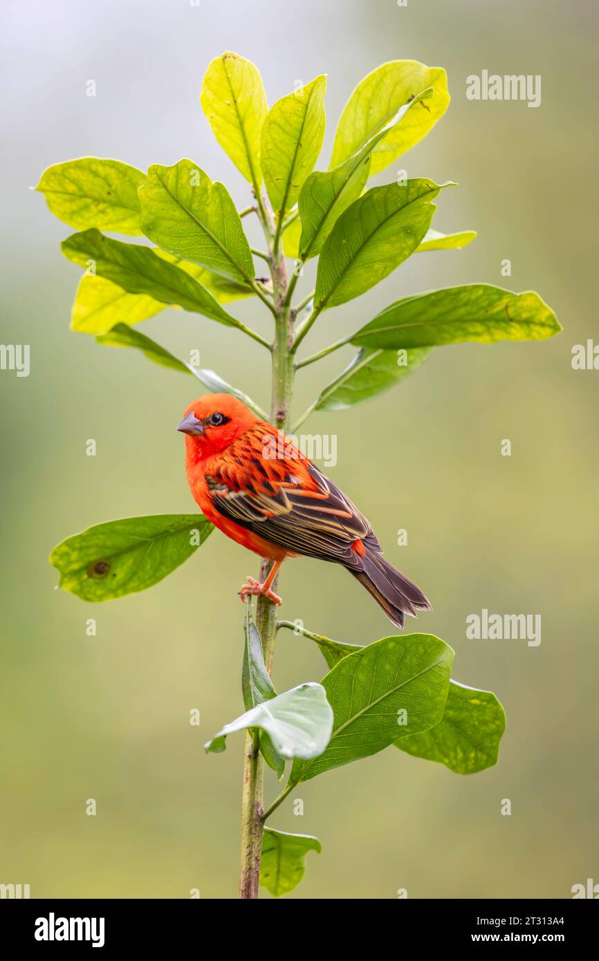 Red Madagascar Weaver sitiing on a tree Stock Photo - Alamy