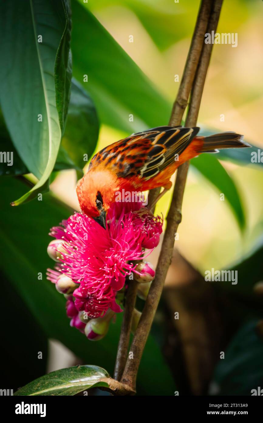 Red Madagascar Weaver taste food from a red blossom Stock Photo - Alamy