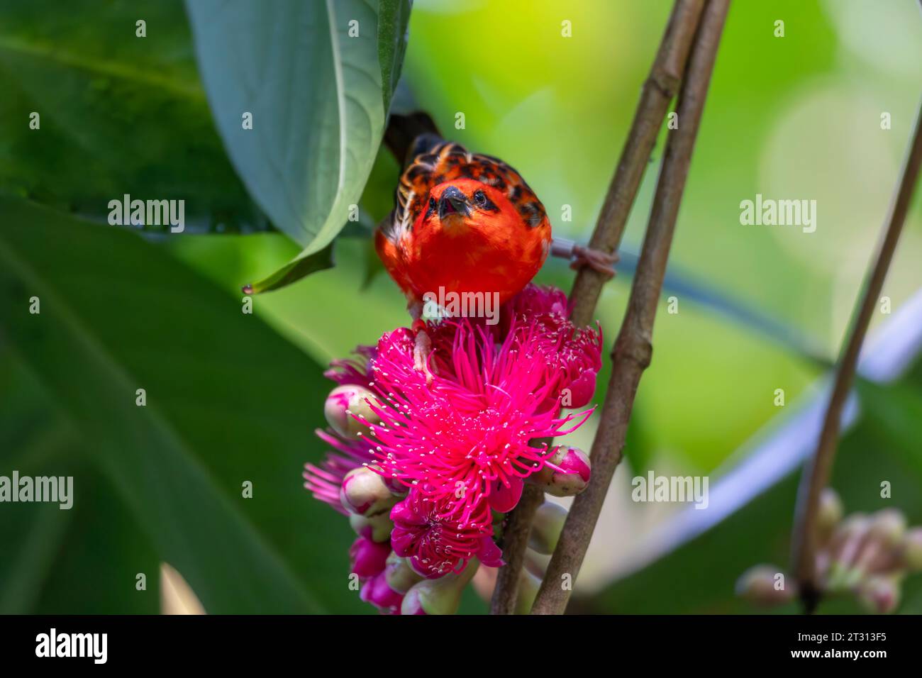 Red Madagascar Weaver sit on a red blossom Stock Photo - Alamy