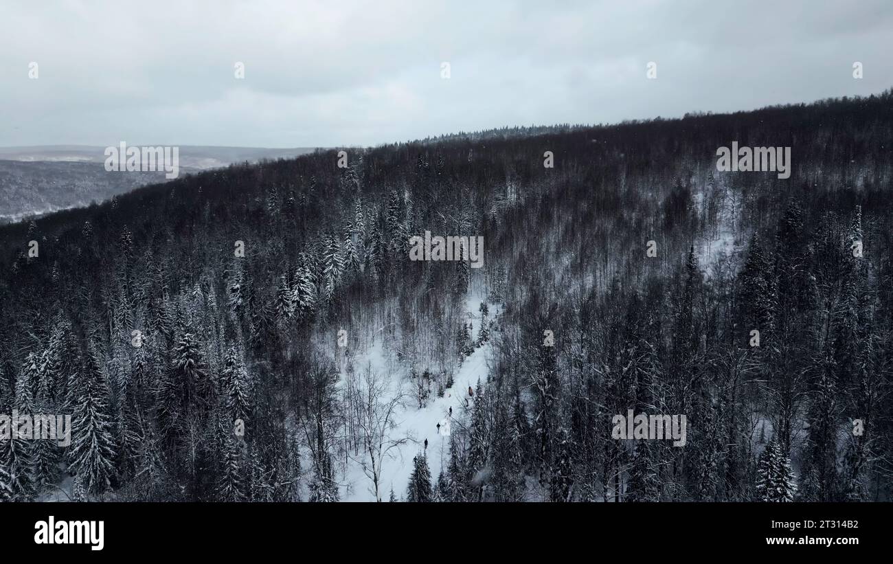 Arctic tundra forest on heavy sky background. Clip. Aerial footage of ...