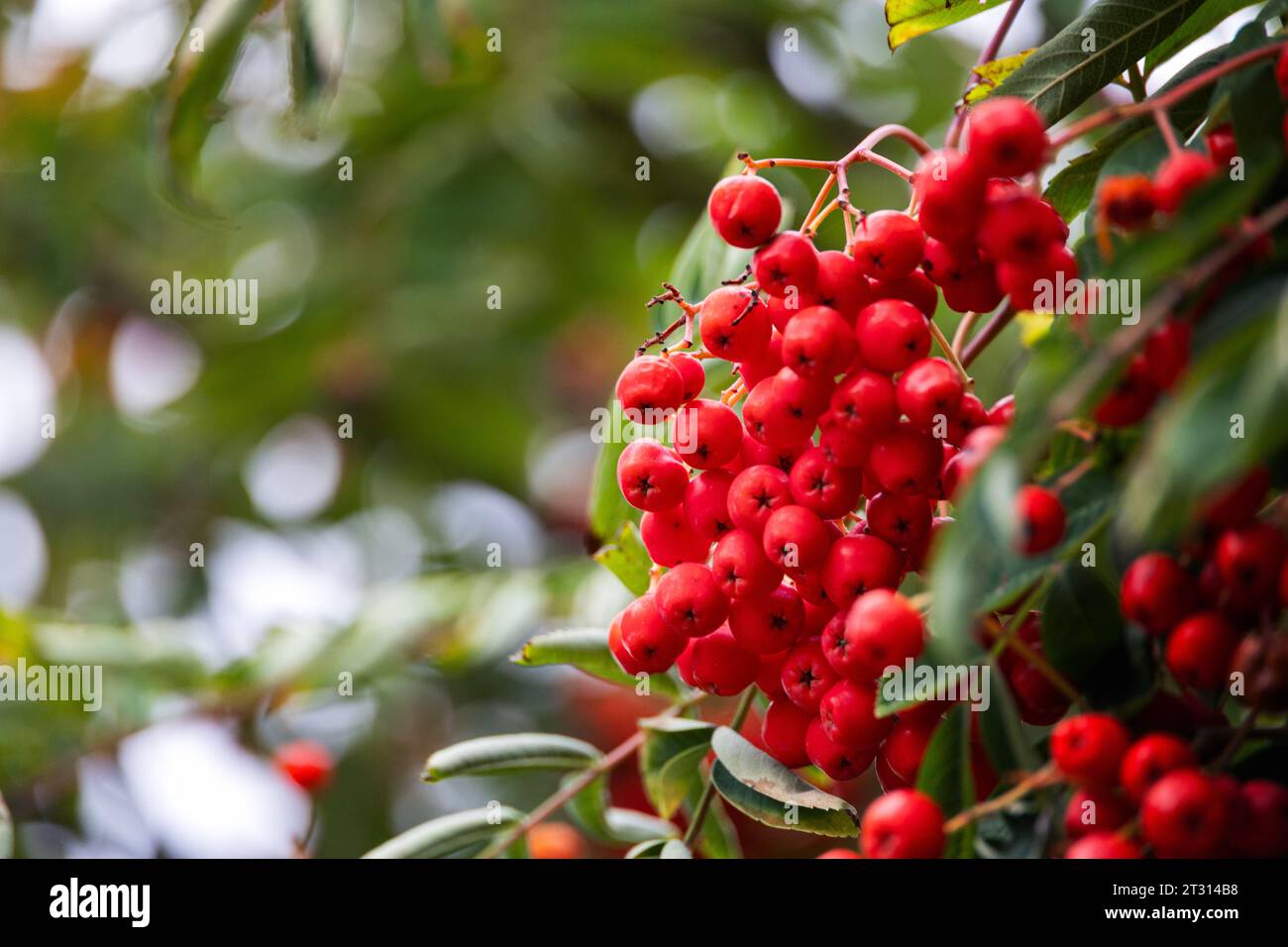 Bane of witches hi-res stock photography and images - Alamy