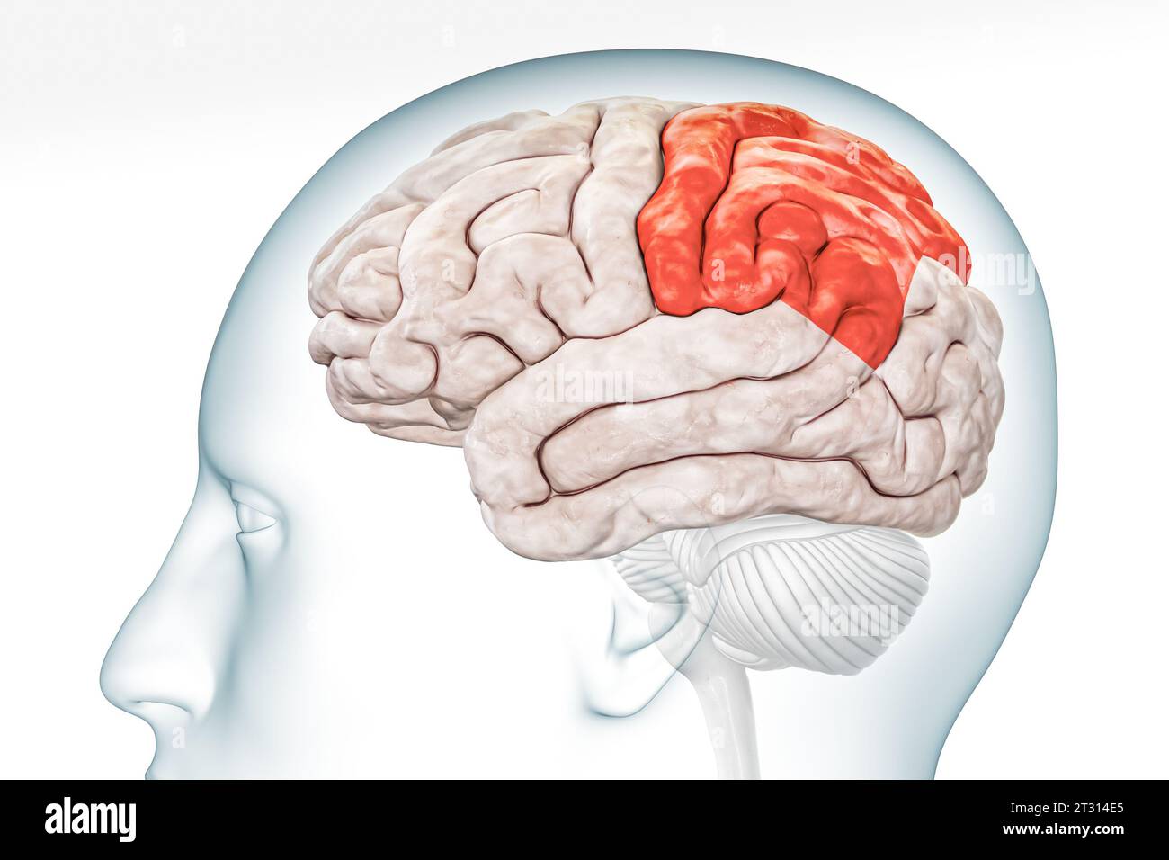 Cerebral cortex parietal lobe in red color profile view with body ... Cerebral cortex parietal lobe in red color profile view with body ...