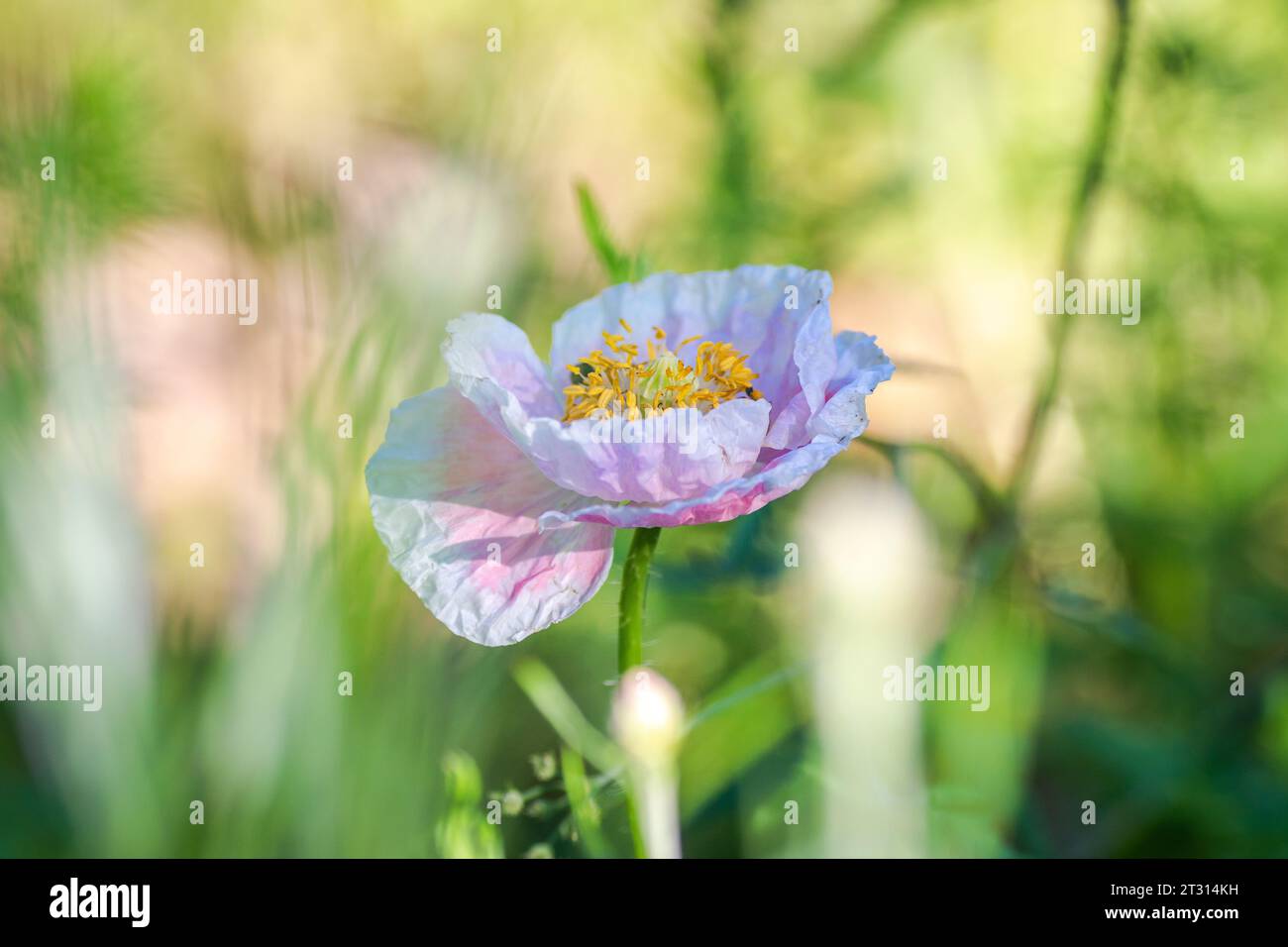 Texas spring wildflower, poppies, larkspur, pastel color, bright native ...