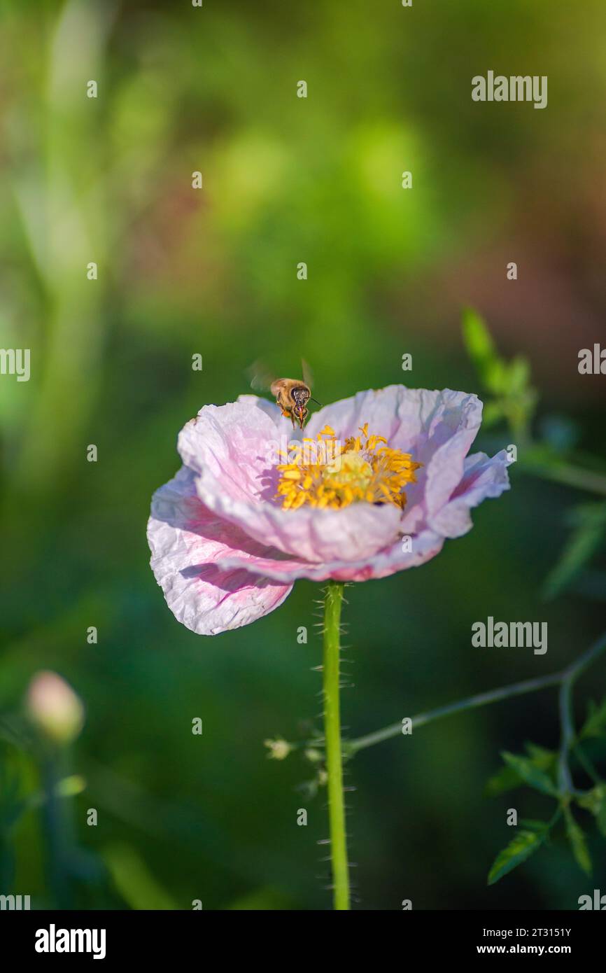Texas spring wildflower, poppies, larkspur, pastel color, bright native ...