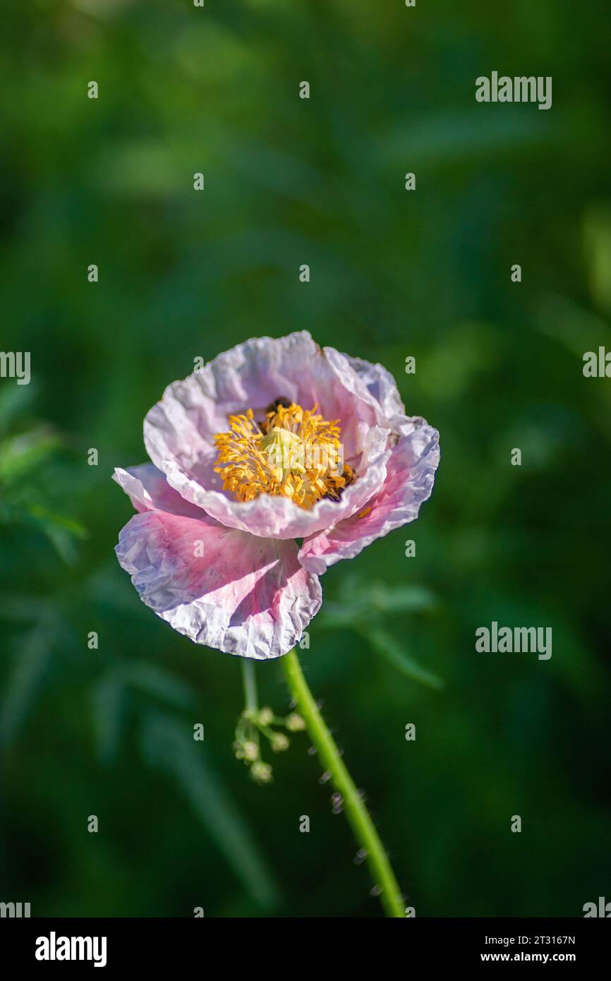 Texas spring wildflower, poppies, larkspur, pastel color, bright native ...