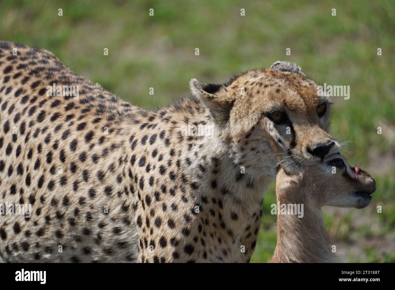 A cheetah that has hunted and killed a baby antelope, proudly holding ...