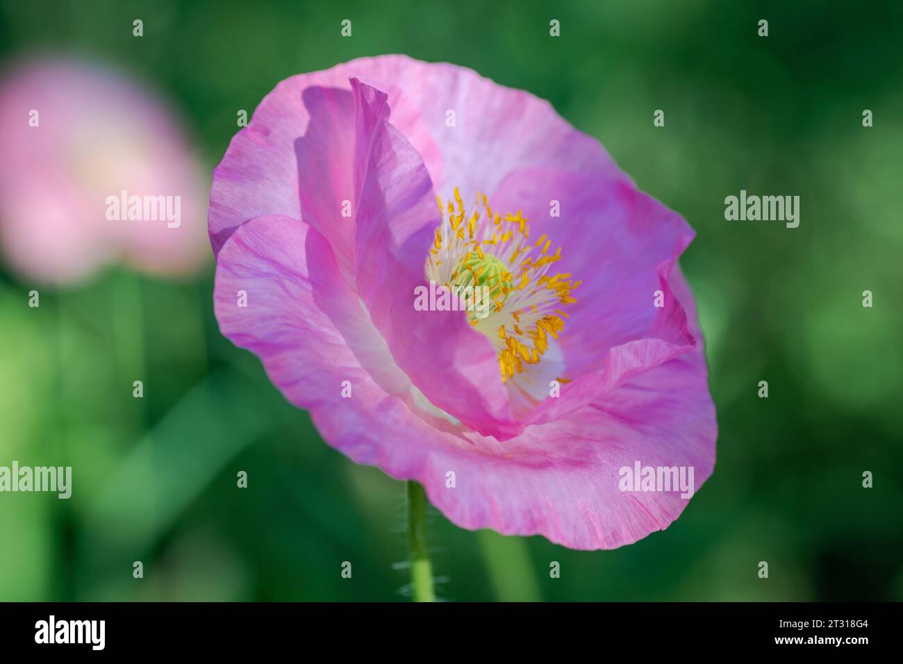 Texas spring wildflower, poppies, larkspur, pastel color, bright native ...